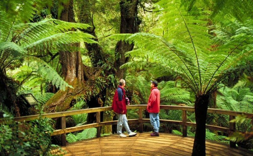 Melbourne: Great Ocean Road, Penguin Parade & Free City Tour - Final Thoughts