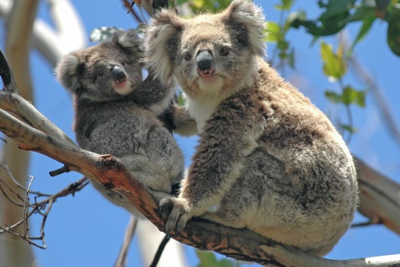 Melbourne: Healesville Sanctuary & Phillip Island Tour - A Detailed Look at the Itinerary and Experience