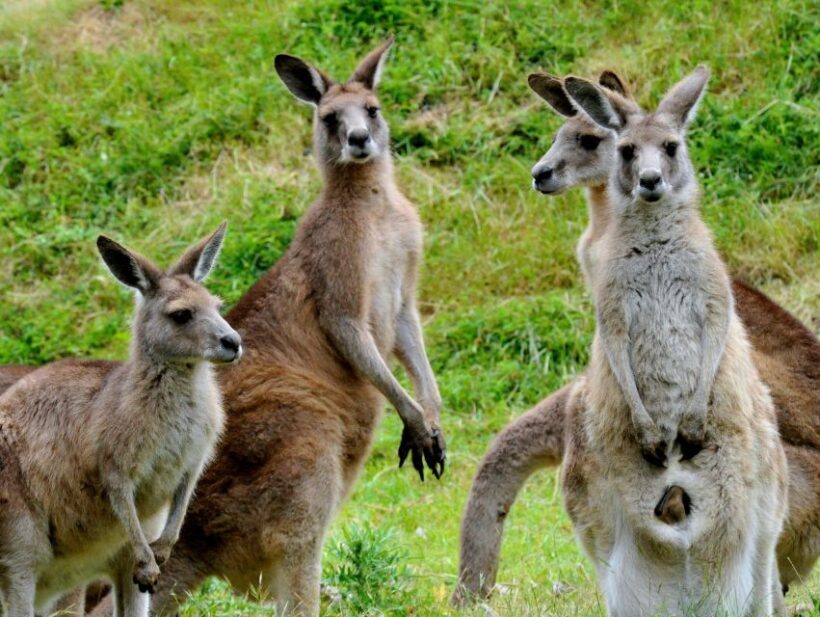 Melbourne: Healesville Sanctuary & Phillip Island Tour - Authentic Insights from Past Travelers