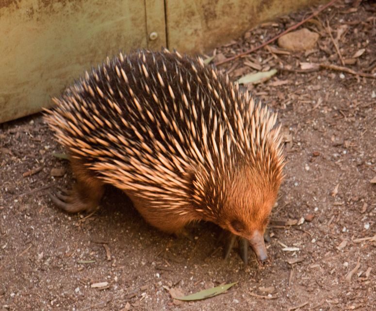 Melbourne: Healesville Sanctuary & Phillip Island Tour - Why Choose This Tour?