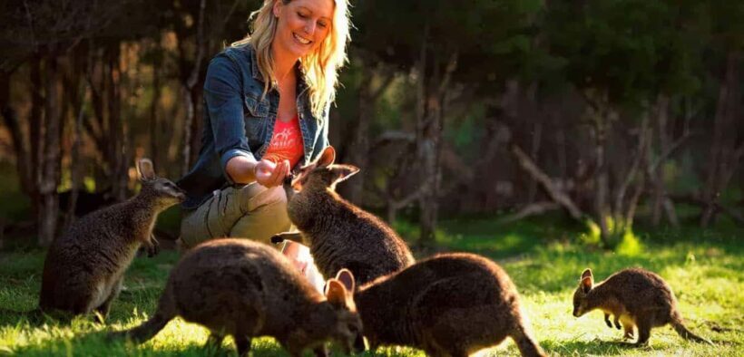 Melbourne Highlights & Aussie Wildlife Express Tour - What to Expect from the Tour