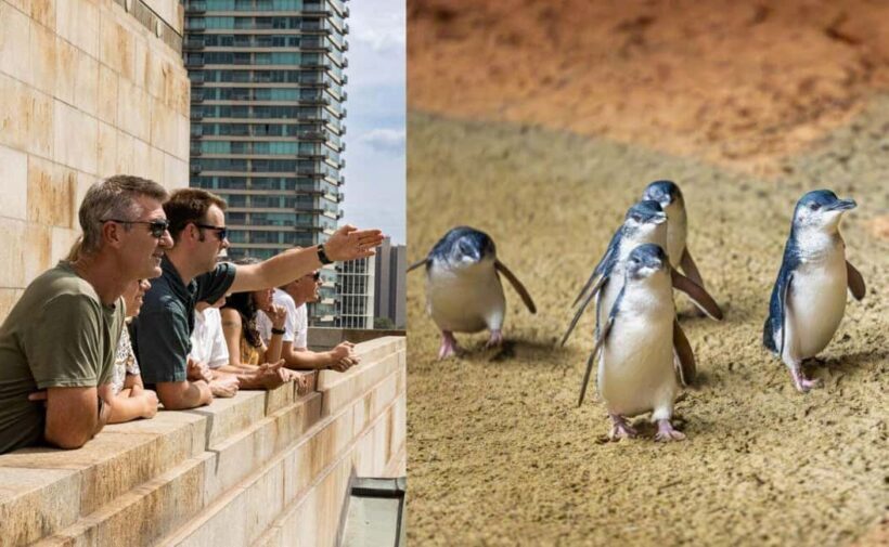 Melbourne Magic: City Highlights and Penguin Parade Tour - Key Points