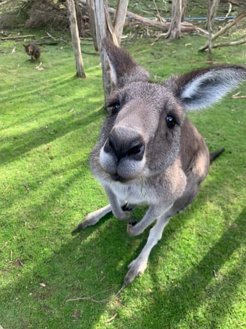 Melbourne: Moonlit Sanctuary and Brighton Beach Boxes Tour - A Practical Look at the Tour Experience