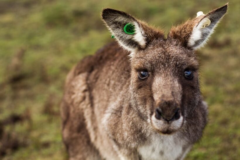 Melbourne: Mornington Peninsula & Hot Springs Tour 8 pax max - Final Thoughts: Is This Tour Right for You?