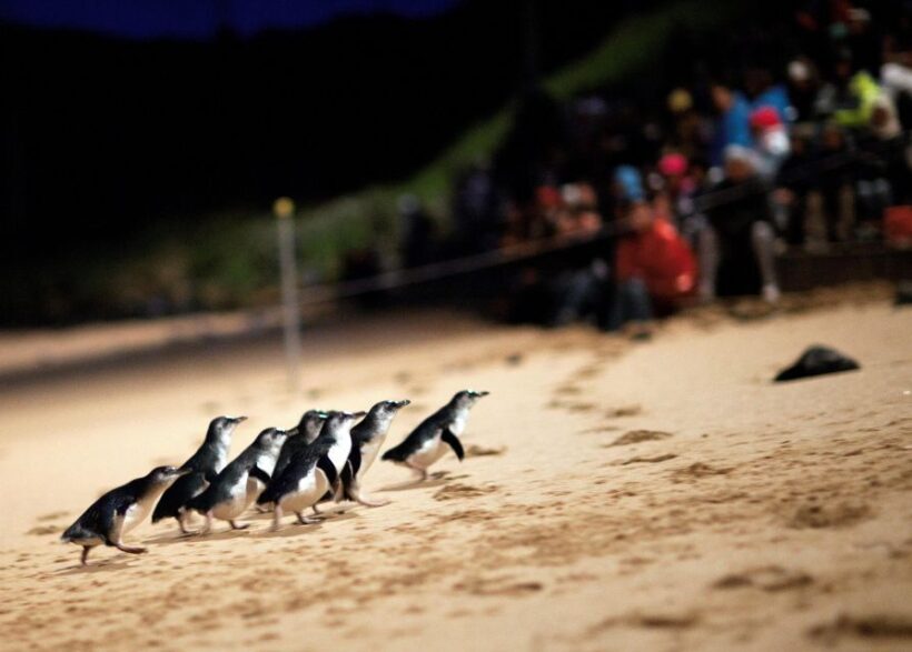 Melbourne: Penguin Parade & Churchill Island Farm Tour - Who Will Love This Tour?