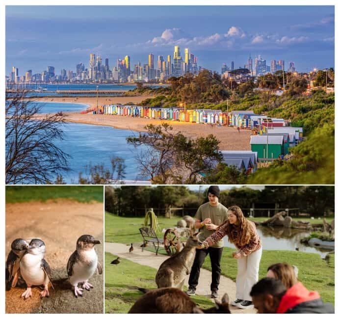 Melbourne: Penguin Parade , Koala & Brighton Bathing Boxes - Who Will Love This Tour?