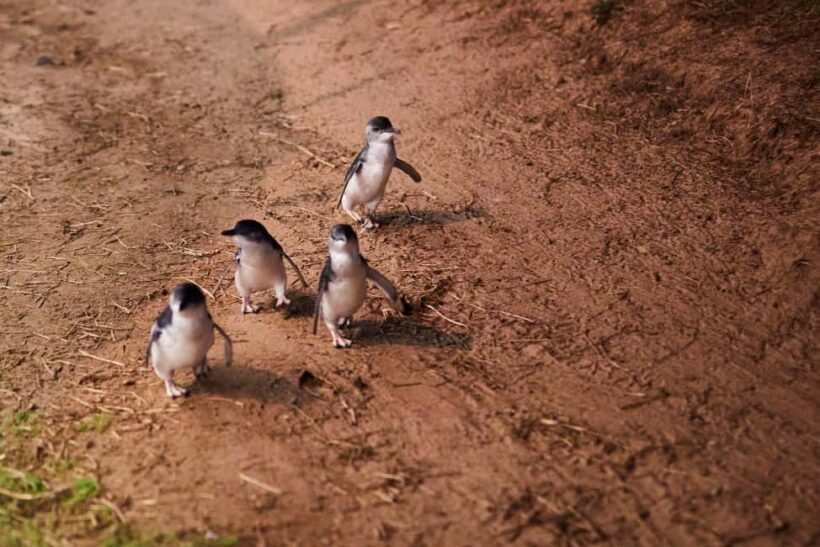 Melbourne: Penguin Parade , Koala & Brighton Bathing Boxes - FAQ