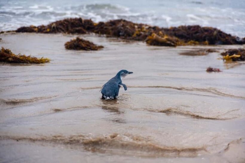 Melbourne: Penguin Parade & Phillip Island Scenic Day Tour - The Itinerary Breakdown: What You Can Expect