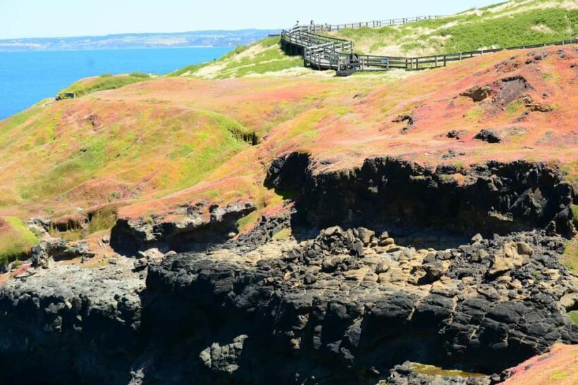 Melbourne: Penguin Parade & Phillip Island Scenic Day Tour - Who Is This Tour Best For?