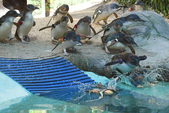 Melbourne Penguin Tour & Wildlife kangaroos koala Emu Tasi Devil - Key Points