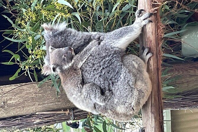 Melbourne Penguin Tour & Wildlife kangaroos koala Emu Tasi Devil - An In-Depth Look at the Melbourne Wildlife Tour