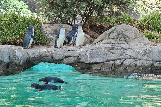 Melbourne Penguin Tour & Wildlife kangaroos koala Emu Tasi Devil - Why This Tour Works