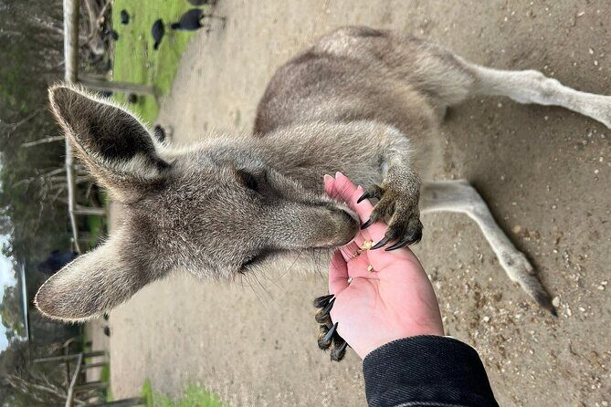 Melbourne Penguin Tour & Wildlife kangaroos koala Emu Tasi Devil - Who Should Consider This Tour?
