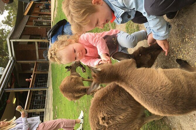 Melbourne Penguin Tour & Wildlife kangaroos koala Emu Tasi Devil - FAQs