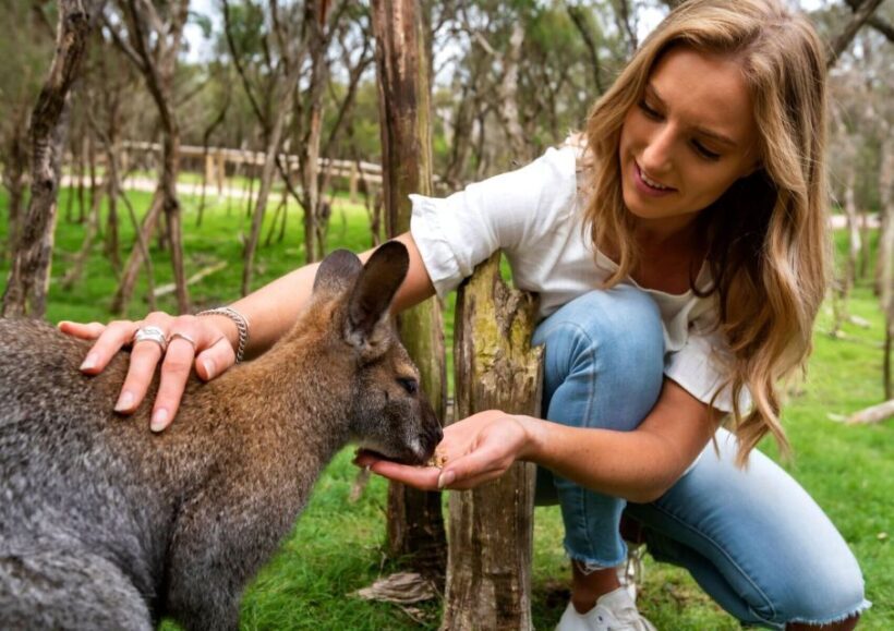 Melbourne: Peninsula Nature Private Day Trip with Dinner - Key Points