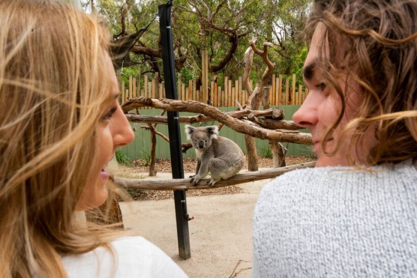 Melbourne: Peninsula Nature Private Day Trip with Dinner - The Sum Up