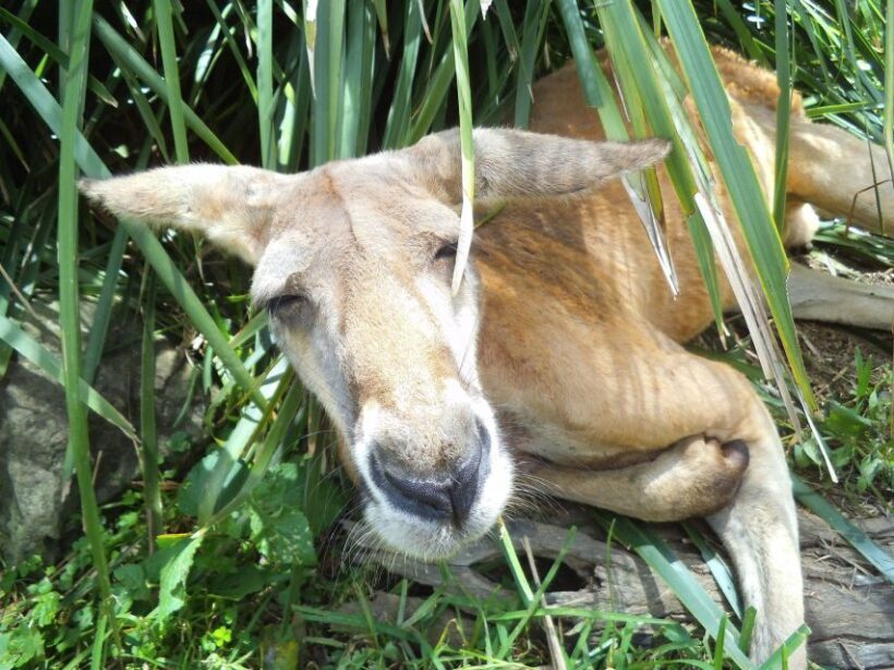 Melbourne: Peninsula Nature Private Day Trip with Dinner - FAQ