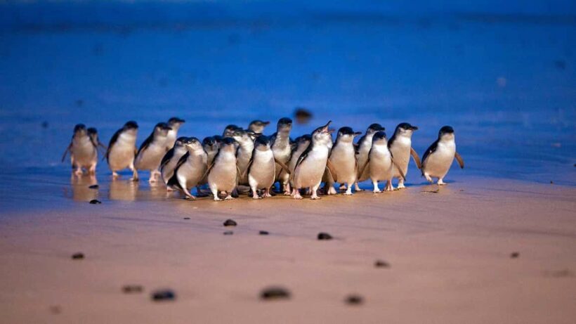 Melbourne: Phillip Island Private Tour including tickets - Key Points