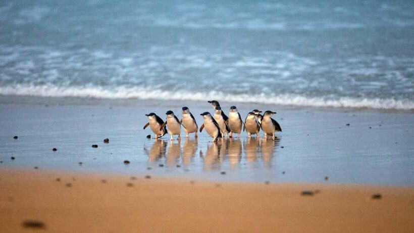 Melbourne: Phillip Island Private Tour including tickets - A Well-Structured Itinerary for Natural Enthusiasts