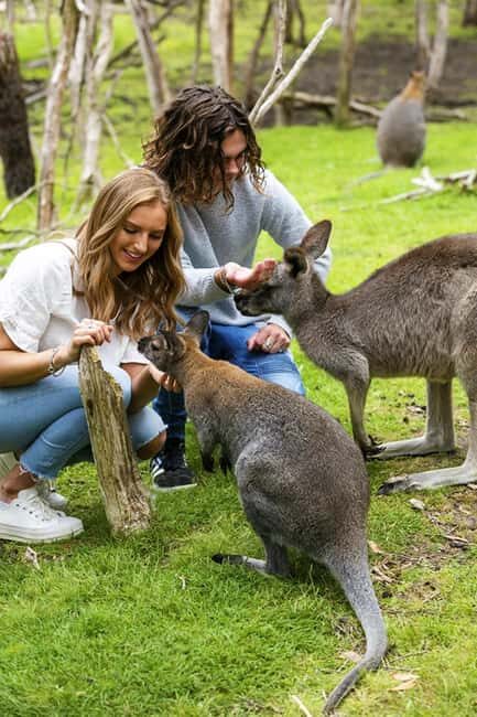 Melbourne: Phillip Island Private Tour with Penguin Parade - Key Points