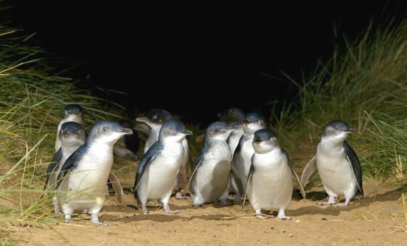 Melbourne: Phillip Island Private Tour with Penguin Parade - A Day in the Life: The Itinerary Breakdown