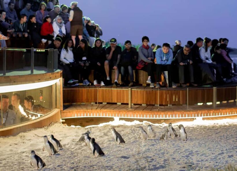 Melbourne: Phillip Island Private Tour with Penguin Parade - Analyzing the Value: Is It Worth the Price?