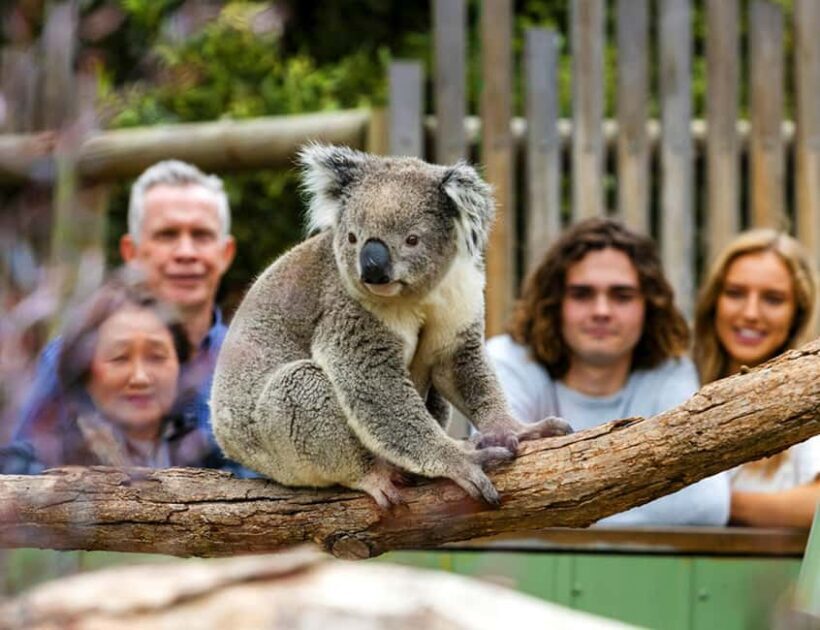 Melbourne: Phillip Island Private Tour with Penguin Parade - Practical Tips for Your Tour