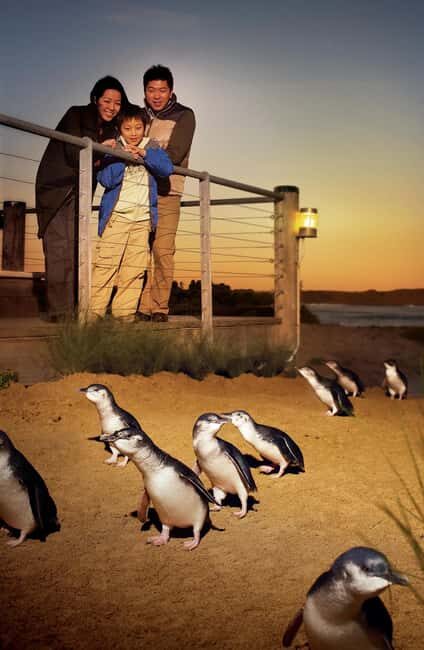 Melbourne: Phillip Island Private Tour with Penguin Parade - Who Should Consider This Tour?