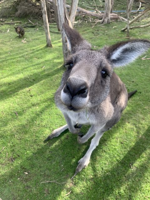Melbourne: Phillip Island Tour & Penguin Parade - Key Points
