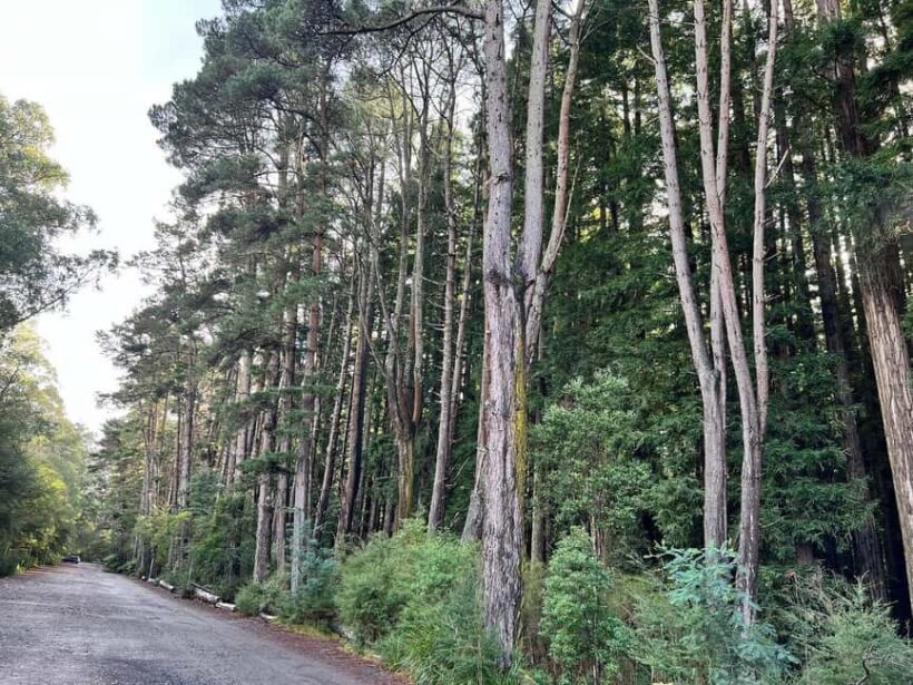 Melbourne: Private Lake Mountain Snow & Redwood Forest Tours - FAQ