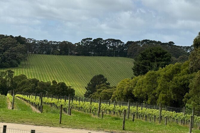 Melbourne: Private Mornington Peninsula & Winery Tours. - The Itinerary in Detail: What to Expect