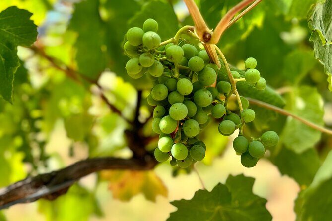 Melbourne: Private Mornington Peninsula & Winery Tours. - Final Thoughts