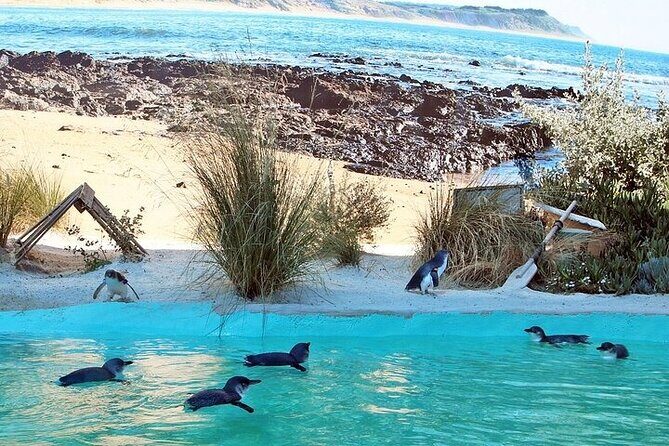 Melbourne Private Penguins Tour wildlife Wine Tour - A Practical Look at the Melbourne Private Penguins & Wildlife Wine Tour