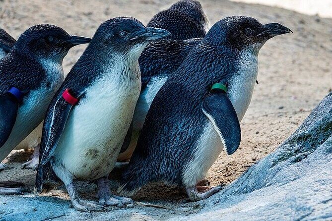 Melbourne Private Penguins Tour wildlife Wine Tour - Key Points