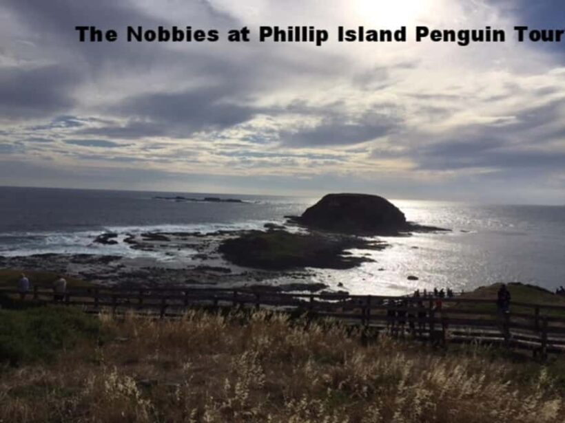 Melbourne: Private Phillip Island Penguin Parade Tour - Key Points