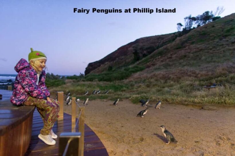 Melbourne: Private Phillip Island Penguin Parade Tour - An Overview of the Tour Experience