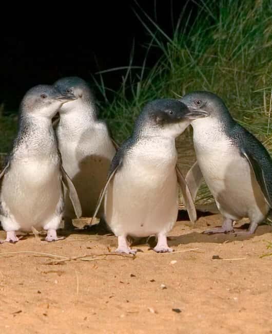 Melbourne: Private Phillip Island Penguin Parade Tour - Practical Tips for Your Trip