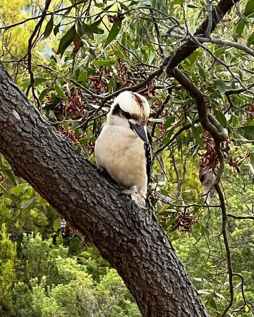 Melbourne: Private Phillip Island Penguin Parade Tours - Who This Tour Is Best For