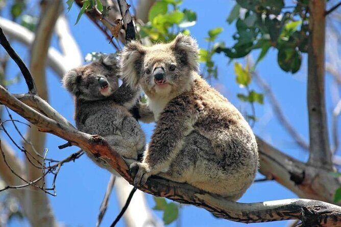 Melbourne: Private Puffing Billy Train & Phillip Island Tours - Phillip Island: Wildlife and Coastal Beauty
