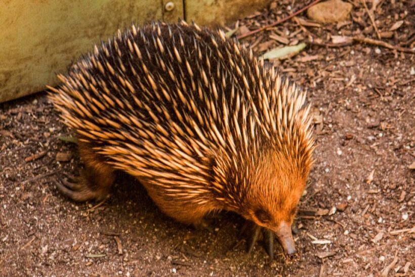 Melbourne: Puffing Billy & Healesville Sanctuary Scenic Tour - FAQ