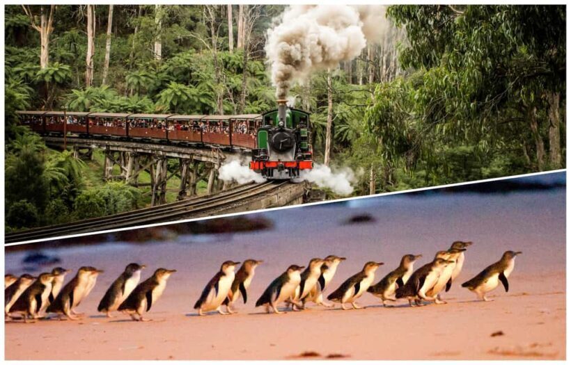 Melbourne: Puffing Billy Railway & Penguin Parade Day Tour - The Sum Up: Is This Tour Worth It?
