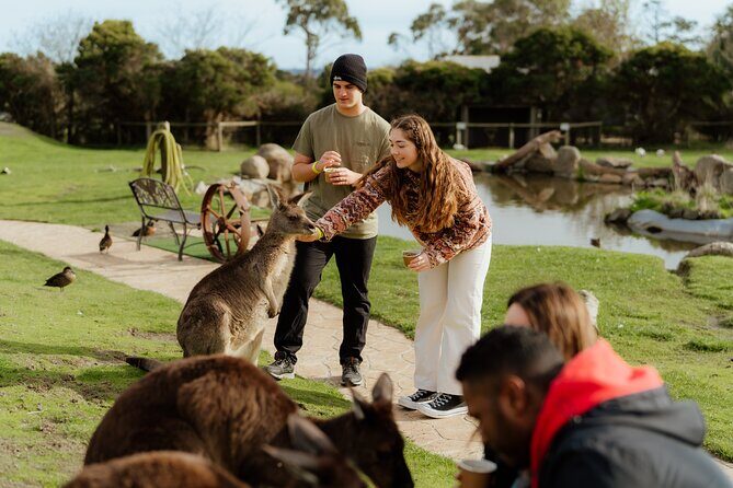 Melbourne Puffing Billy Train and Penguin Parade Day Tour Escape - The Sum Up
