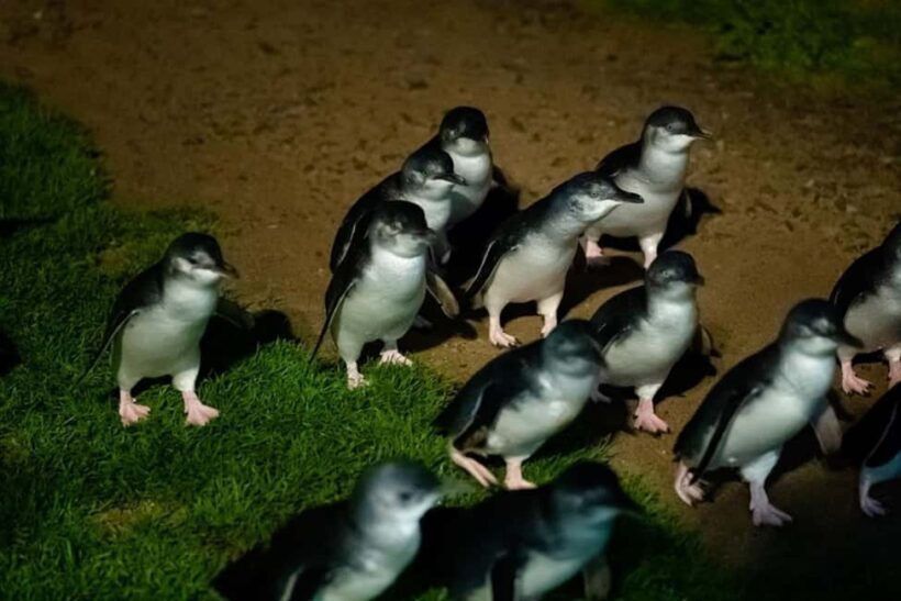 Melbourne: Puffing Billy Train & Penguin Island Excursion - Price, Value, and What You’re Paying For