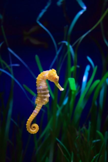 Melbourne: SEA LIFE Aquarium Entrance Ticket - Key Points