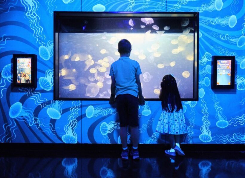 Melbourne: SEA LIFE Aquarium Entrance Ticket - Final Thoughts: Is It Worth It?
