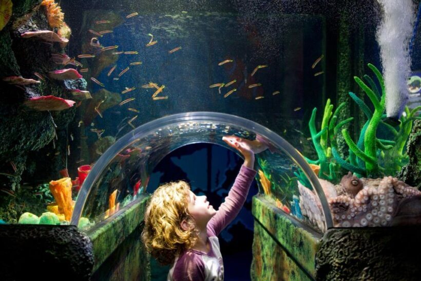 Melbourne: SEA LIFE Aquarium Entrance Ticket - FAQ