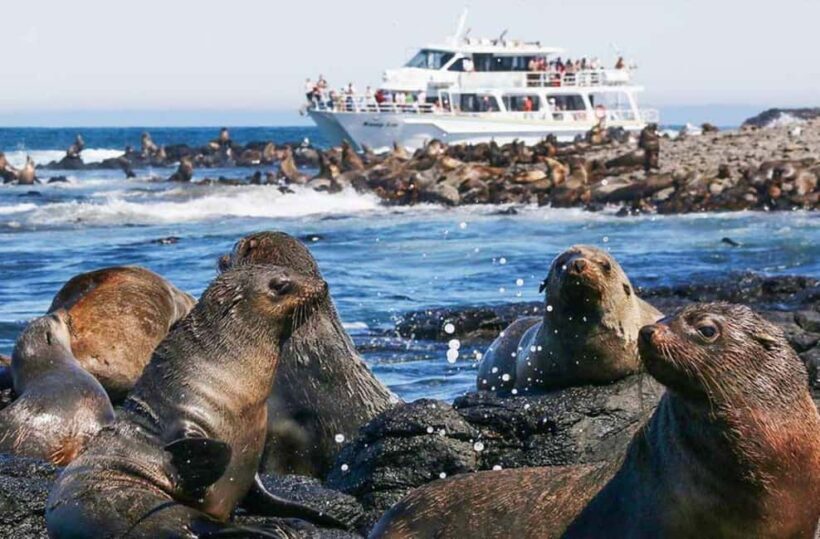 Melbourne: Seal Cruise and Penguin Parade of Phillip Island - Transportation and Comfort