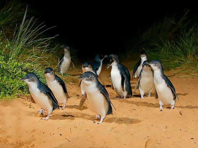 Melbourne: Seal Cruise and Penguin Parade of Phillip Island - Summary: Who Will Love This Tour?