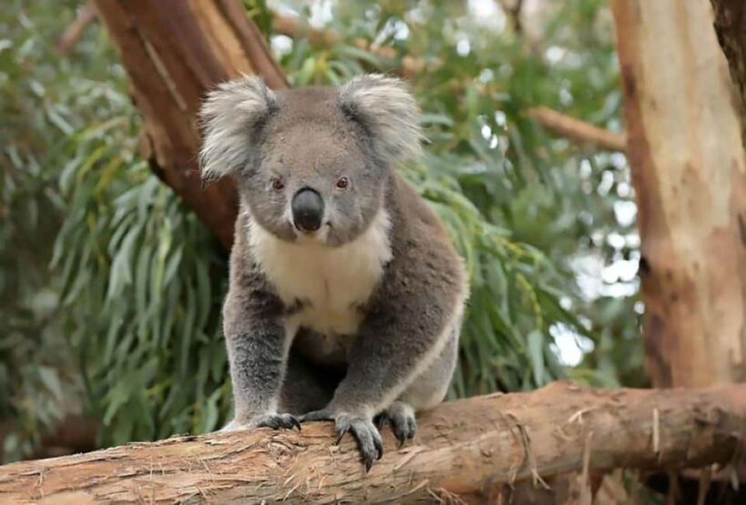 Melbourne: Seal Cruise and Penguin Parade of Phillip Island - Frequently Asked Questions