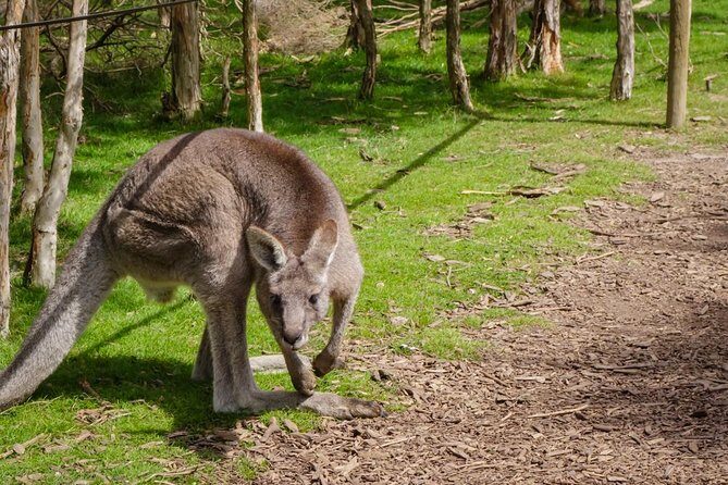 Melbourne Shore Excursion, Aussie Wildlife, Lunch, Wine & Sights - An In-Depth Look at the Tour Experience
